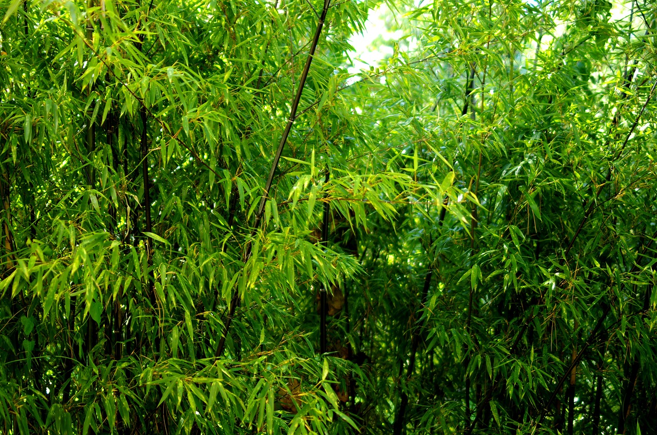 Bamboo Botany Nature - Free photo on Pixabay - Pixabay