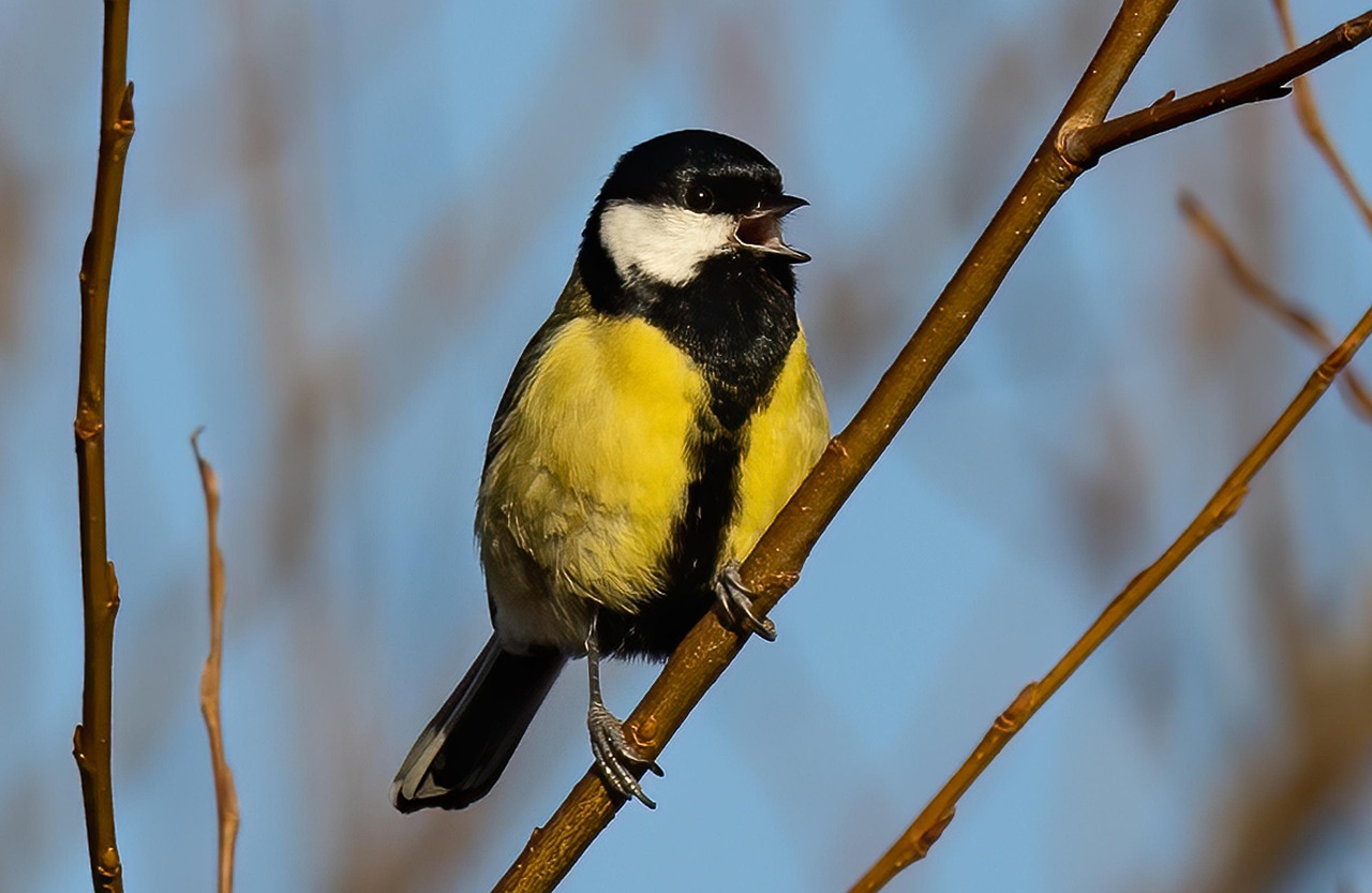 Great Tit Bird - Free photo on Pixabay - Pixabay