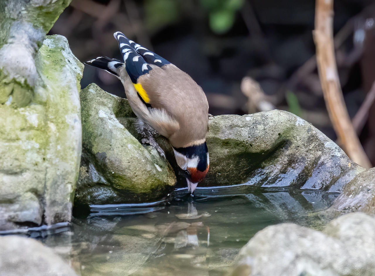 Stieglitz Vogel Tier - Kostenloses Foto auf Pixabay