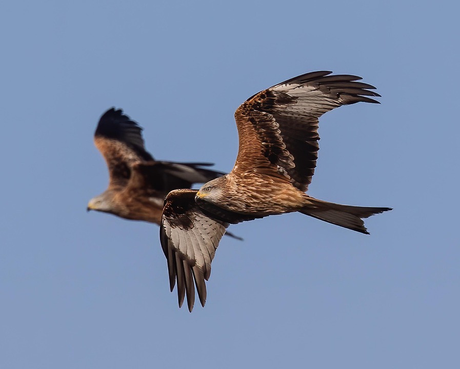 Red Kites Birds Flying - Free photo on Pixabay