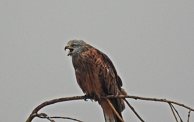 Bird Nature Predator - Free photo on Pixabay