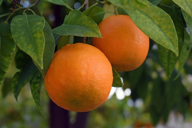 Más de 50 000 imágenes gratis de Naranjo y Naturaleza - Pixabay
