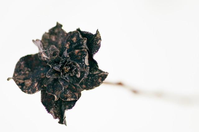Más de 500 000 imágenes gratis de Flor Marchita y Naturaleza - Pixabay