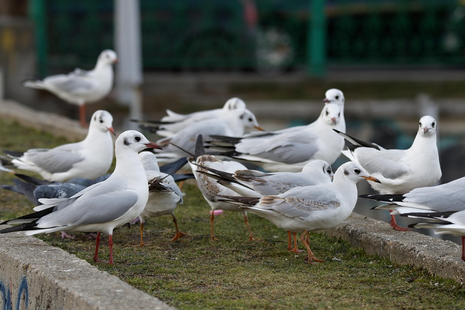 Birds Seagull Ornithology - Free photo on Pixabay - Pixabay