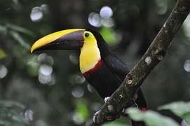 Pajaros Tucan Naturaleza - Free photo on Pixabay