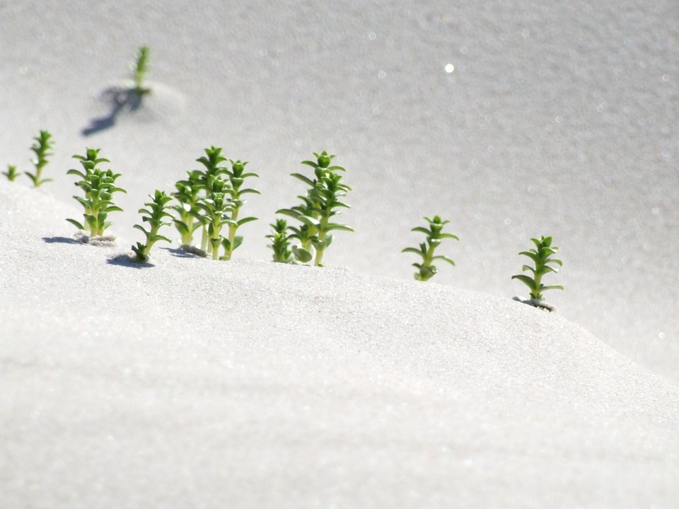Sand Plants Perseverance Free Photo On Pixabay Pixabay