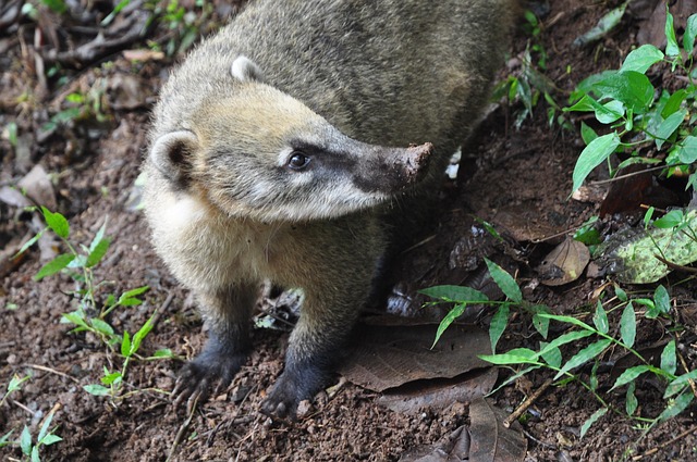 Más de 70 imágenes gratis de Coati y Coatí - Pixabay