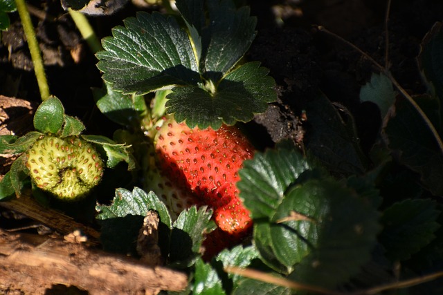 Fraises Des Fruits Culture - Photo gratuite sur Pixabay - Pixabay