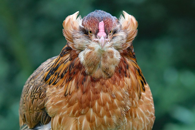 Burung Ayam Induk - Foto gratis di Pixabay - Pixabay