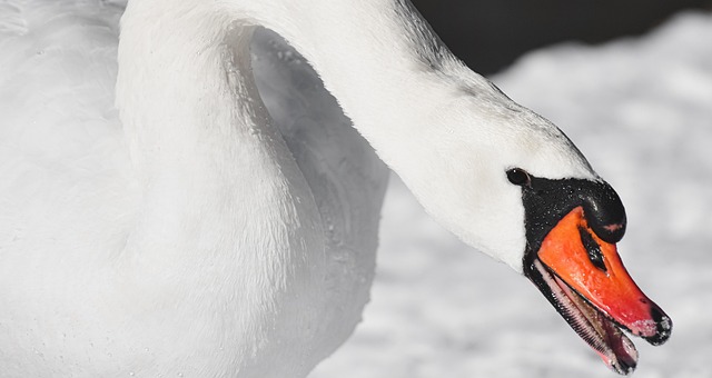 Cisne Ave Acuática Aves Acuáticas - Foto gratis en Pixabay - Pixabay