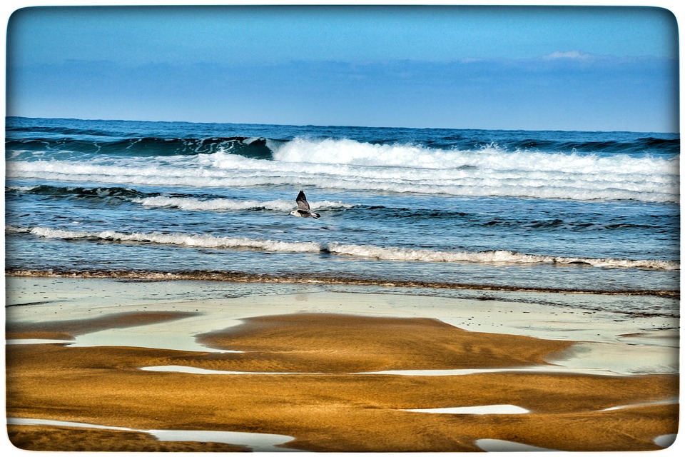 Sand Meer Möwen - Kostenloses Foto auf Pixabay - Pixabay