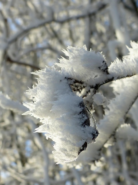 Blad Natur Glasera - Gratis foto på Pixabay
