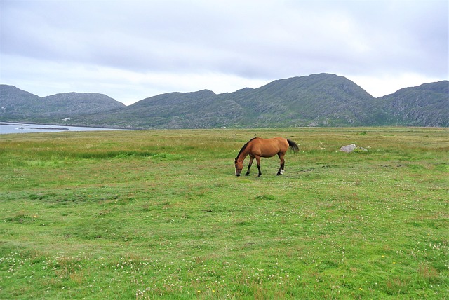 Animal Horse Pasture - Free photo on Pixabay - Pixabay