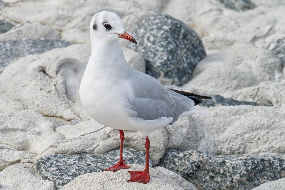 Vogel Möwe - Kostenloses Foto auf Pixabay - Pixabay