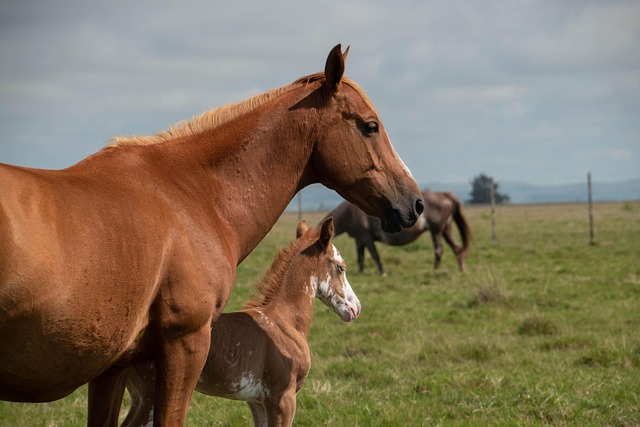 Animal Caballos Mamífero - Foto gratis en Pixabay