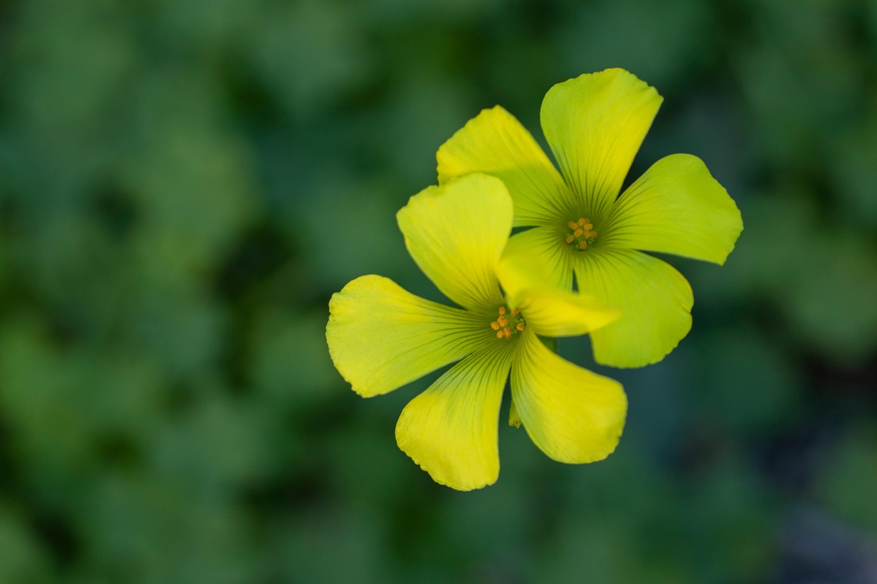 90+ Free Bermuda & Nature Images - Pixabay