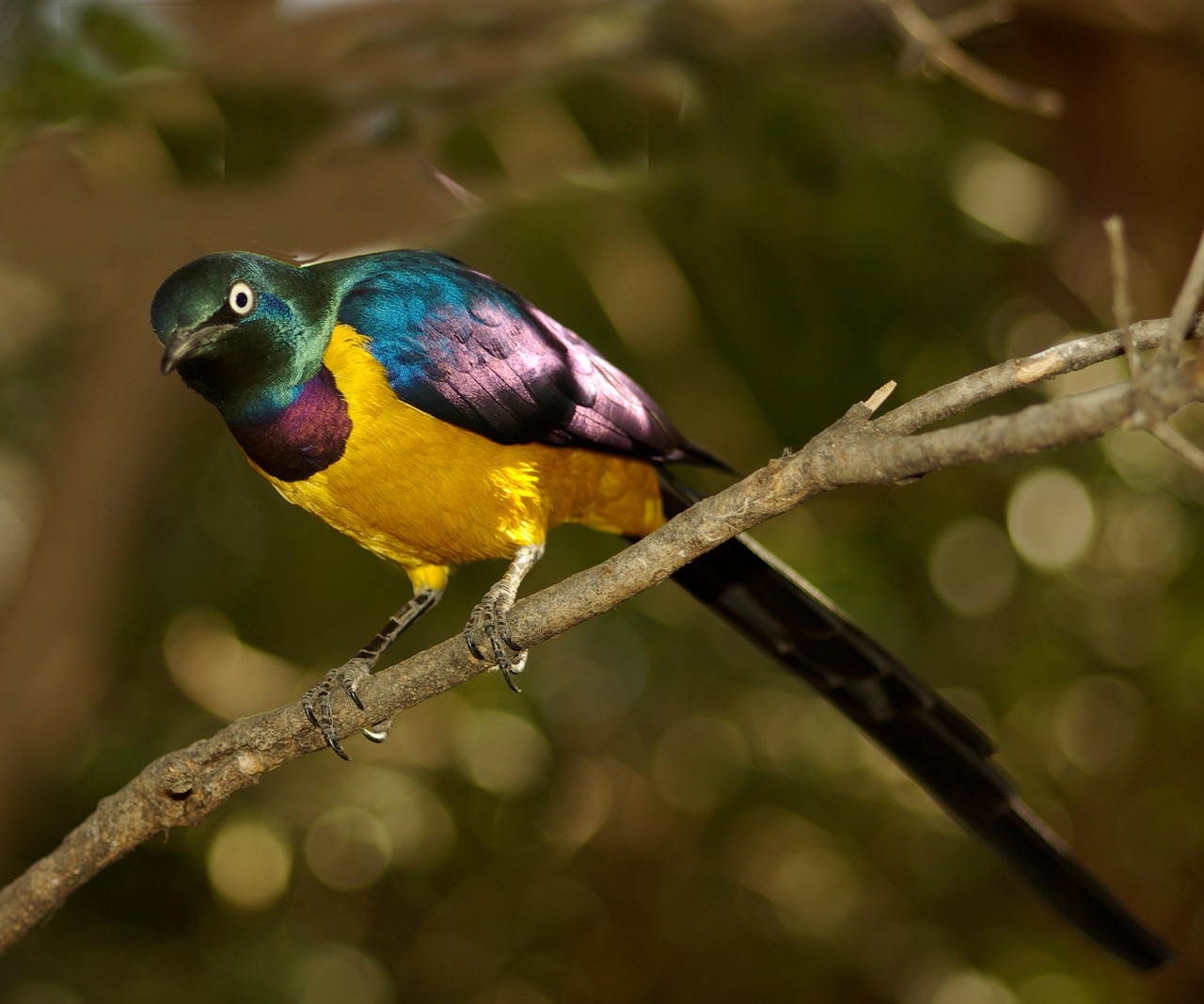 Golden Breasted Starling Bird - Free photo on Pixabay