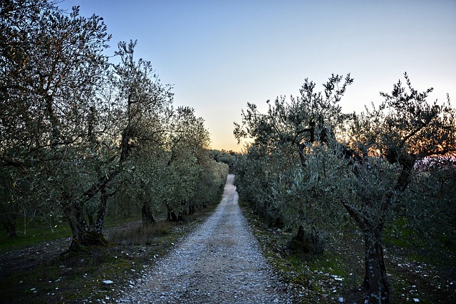 Chemin De Terre Route Olivier Des - Photo gratuite sur Pixabay - Pixabay