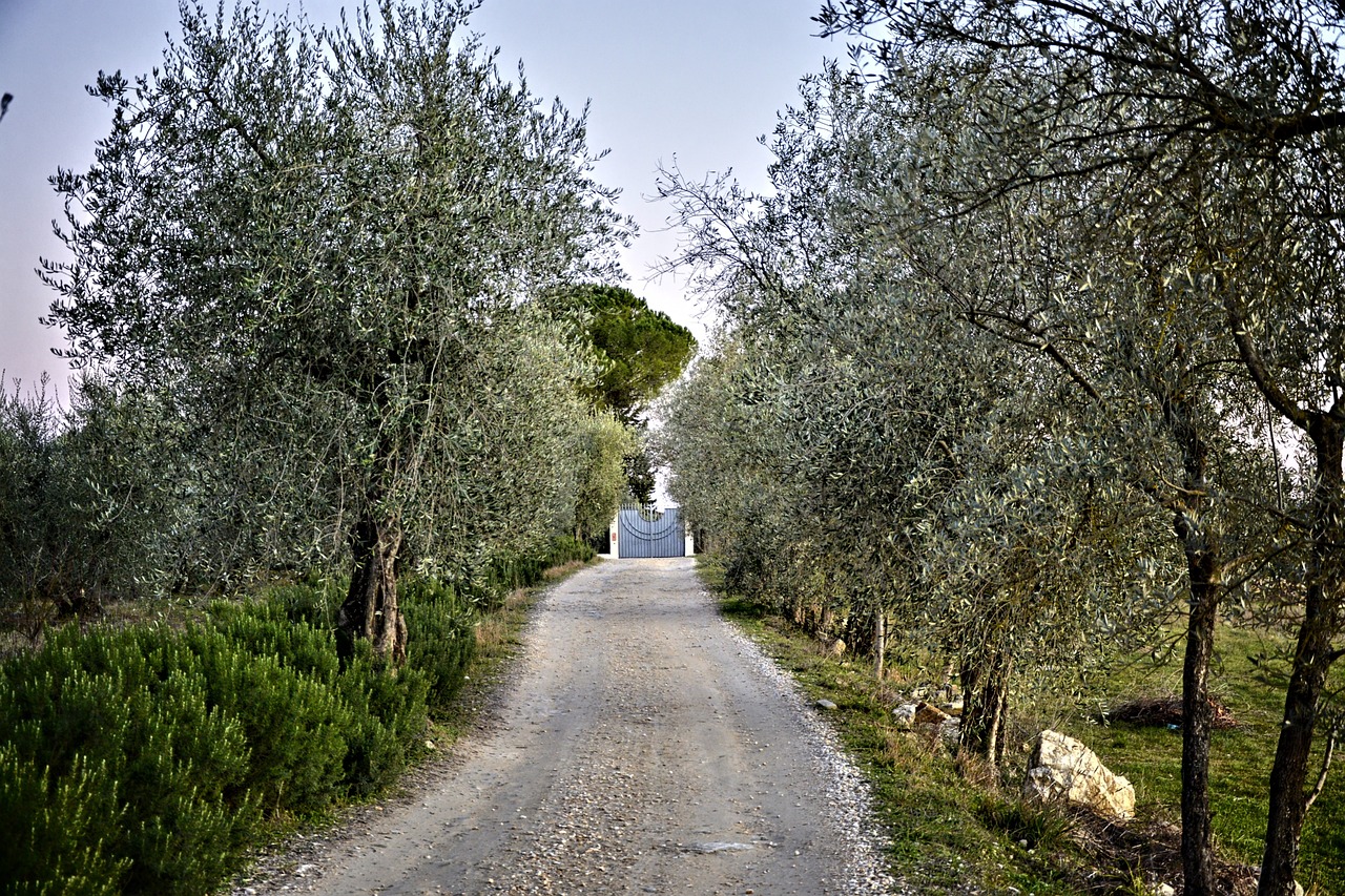 Dirt Road Gate Olive Trees - Free photo on Pixabay