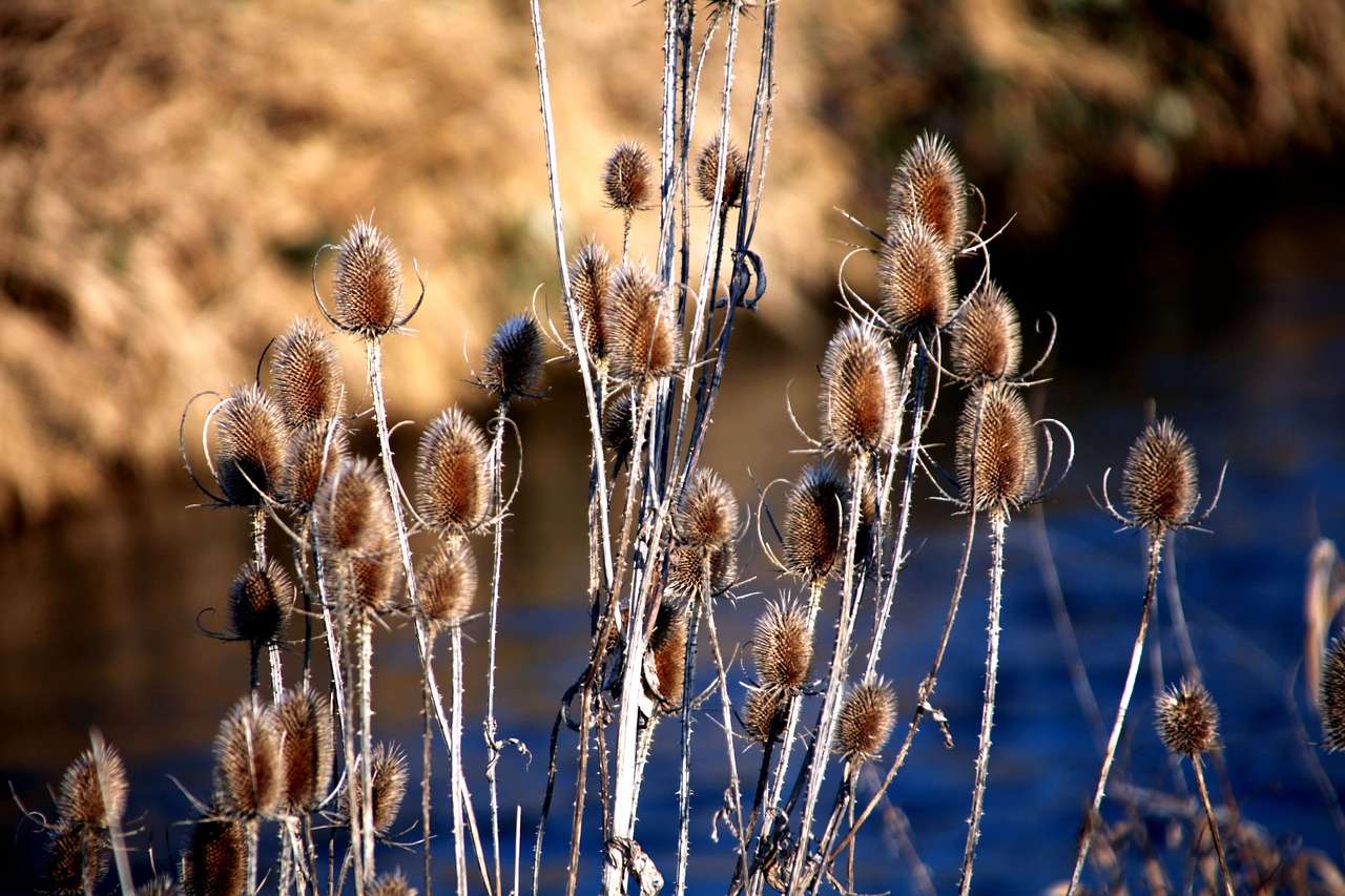 100+ Free 깃펜 & Quills Images - Pixabay