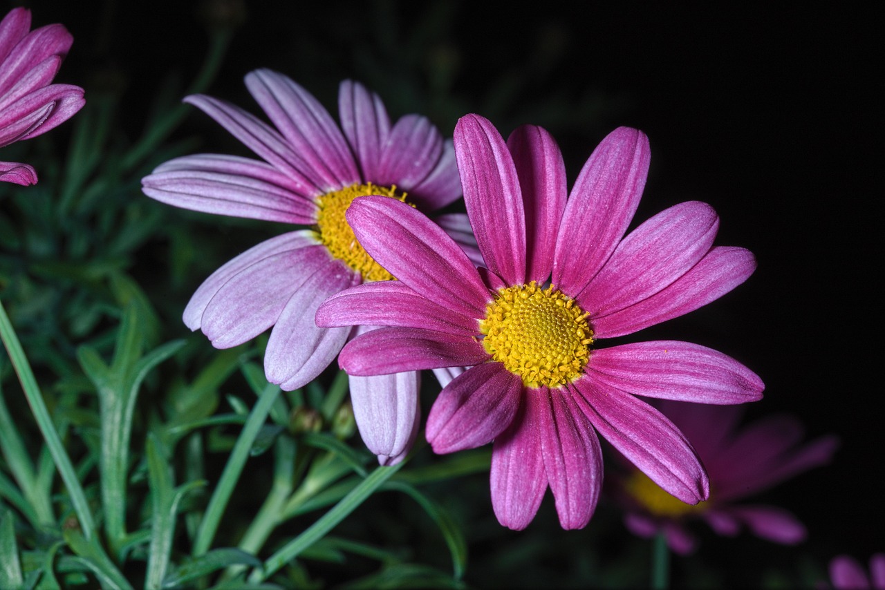 Más de 200 imágenes gratis de Margaritas Moradas y Naturaleza - Pixabay