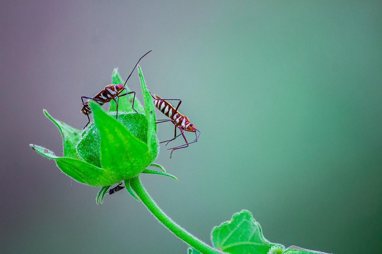 Pewarna Kapas Merah Serangga Bug - Foto gratis di Pixabay - Pixabay