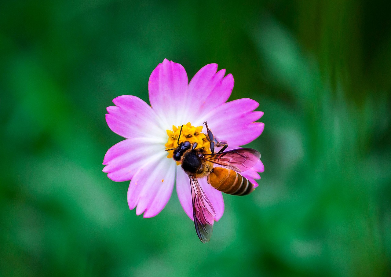 9+ Free Giant Bee & Bees Images - Pixabay