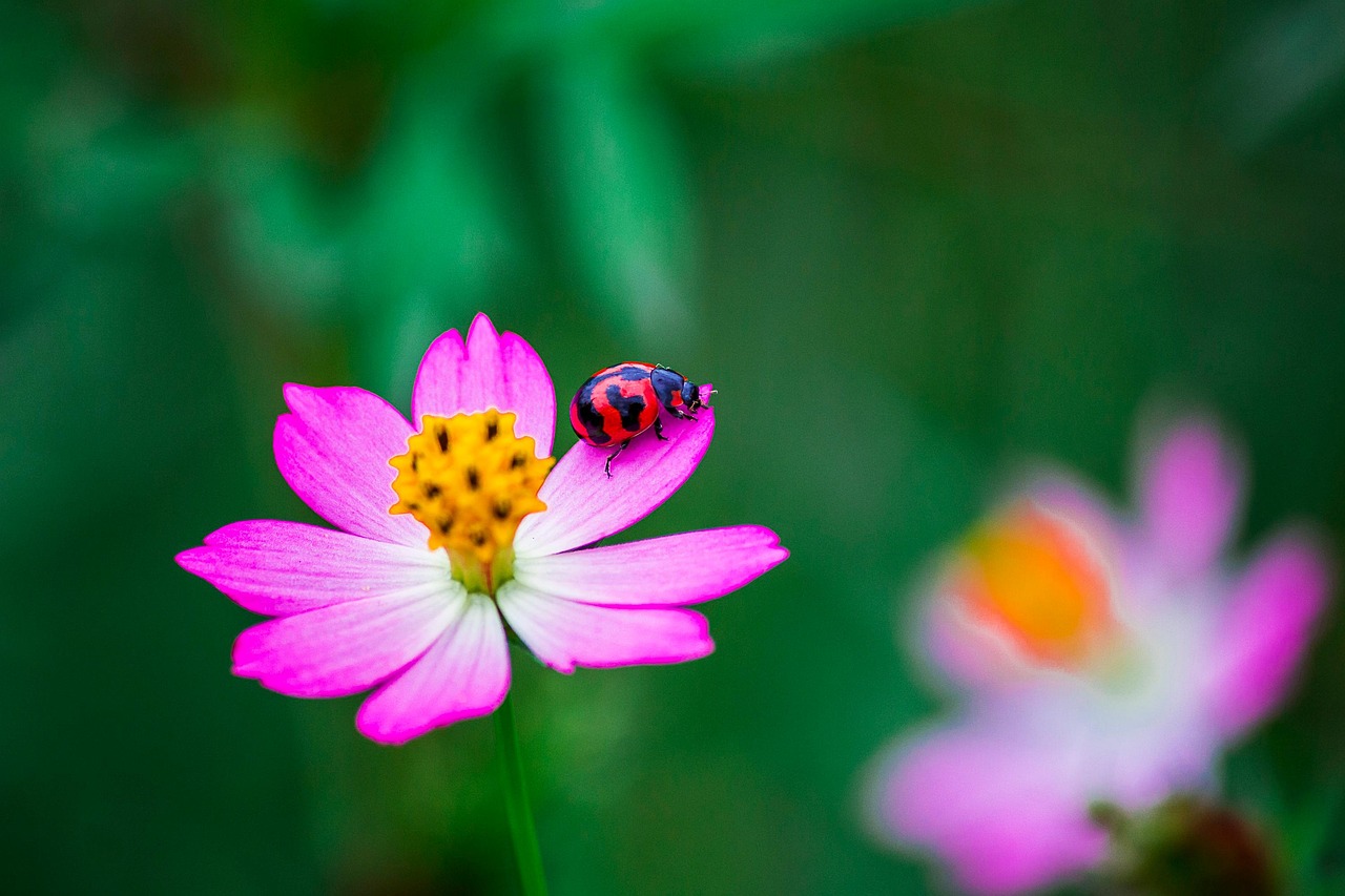 Kumbang Kecil Serangga Bunga - Foto gratis di Pixabay - Pixabay