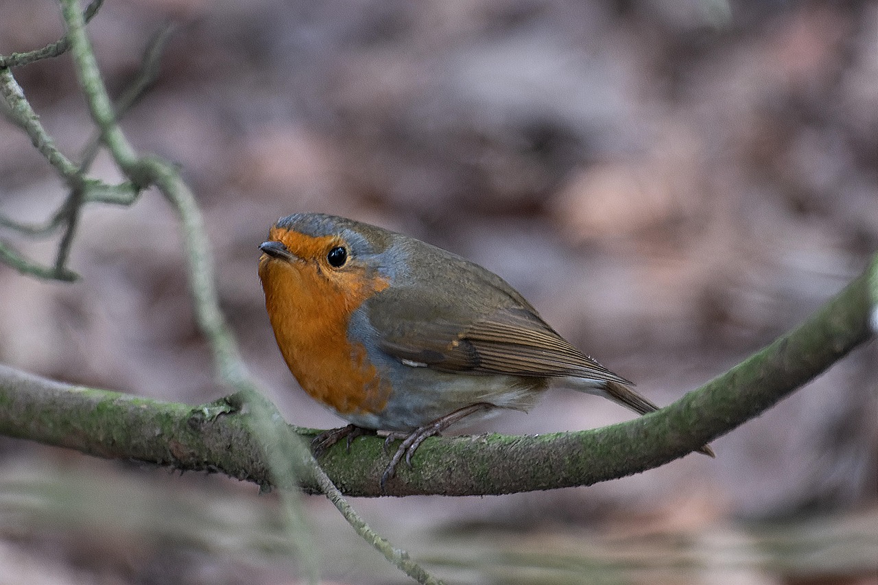 Robin Oiseau Branche - Photo gratuite sur Pixabay - Pixabay