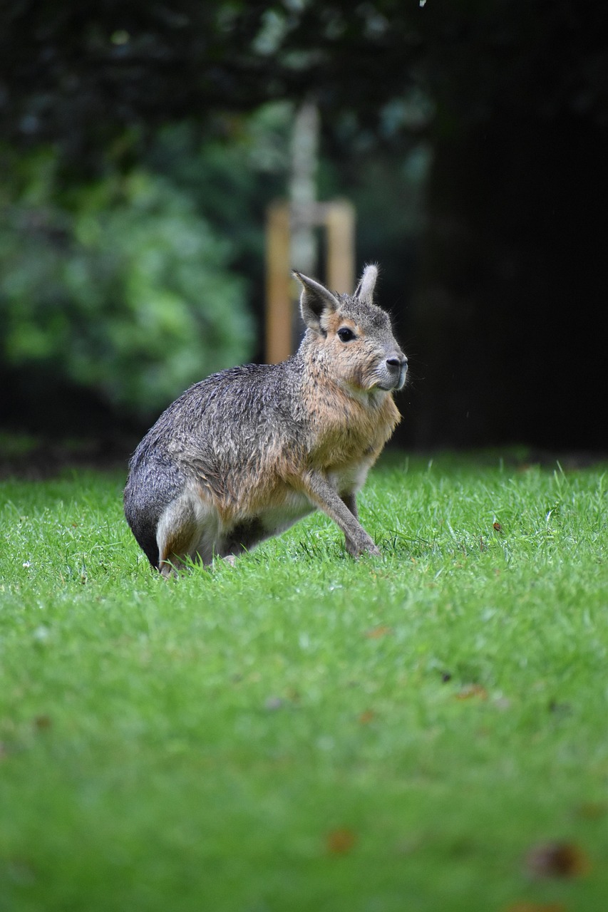 Patagonian Mara Rodent Animal - Free photo on Pixabay