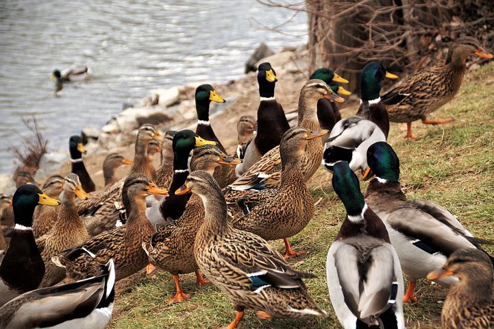 1,000+ Free Drake & Duck Images