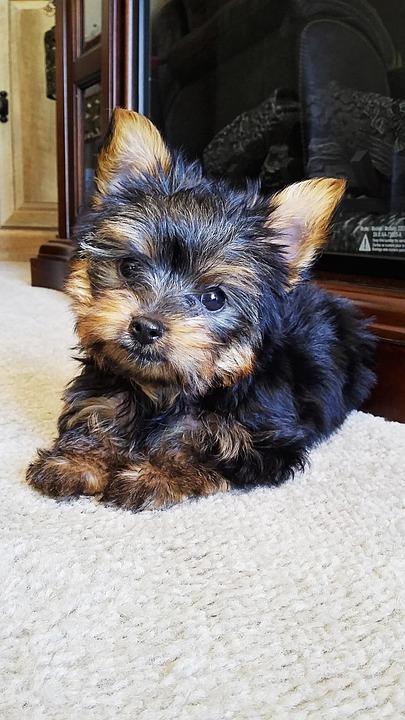 Hund Haustier Yorkie - Kostenloses Foto auf Pixabay