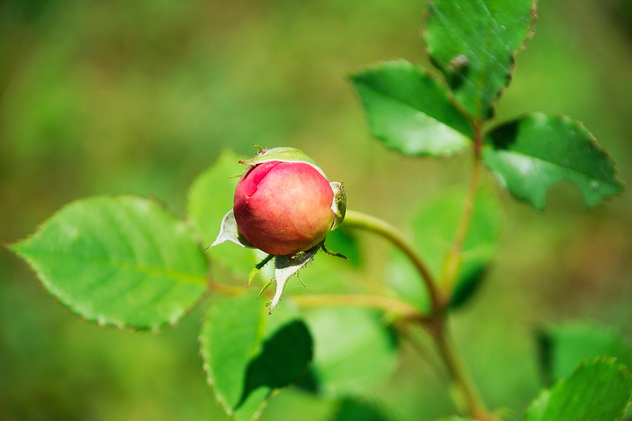 Fleur Rose Bourgeon - Photo gratuite sur Pixabay