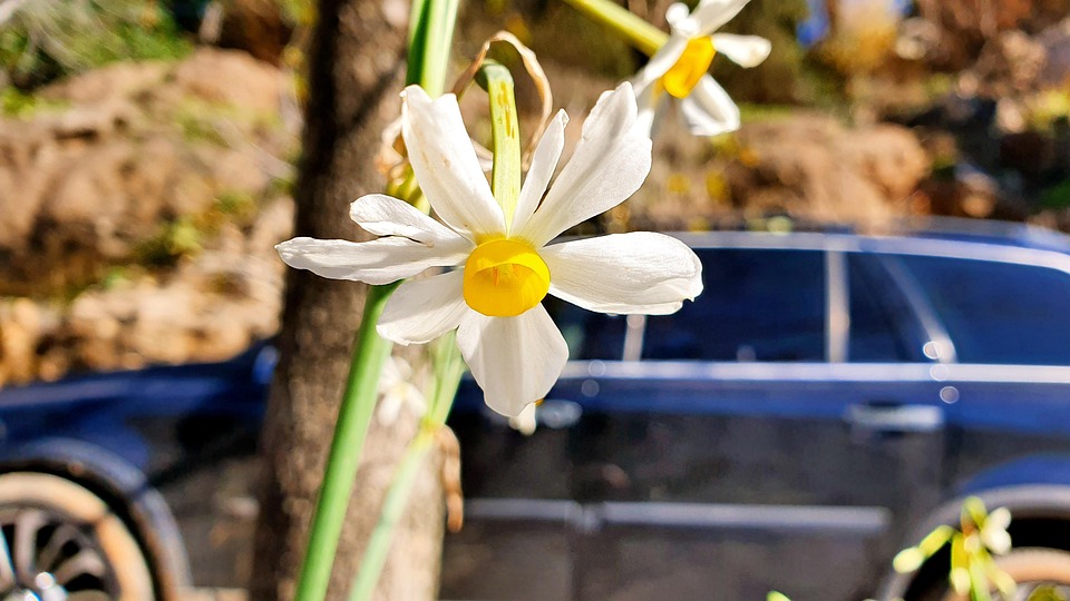 Daffodil Spring Nature - Free photo on Pixabay - Pixabay