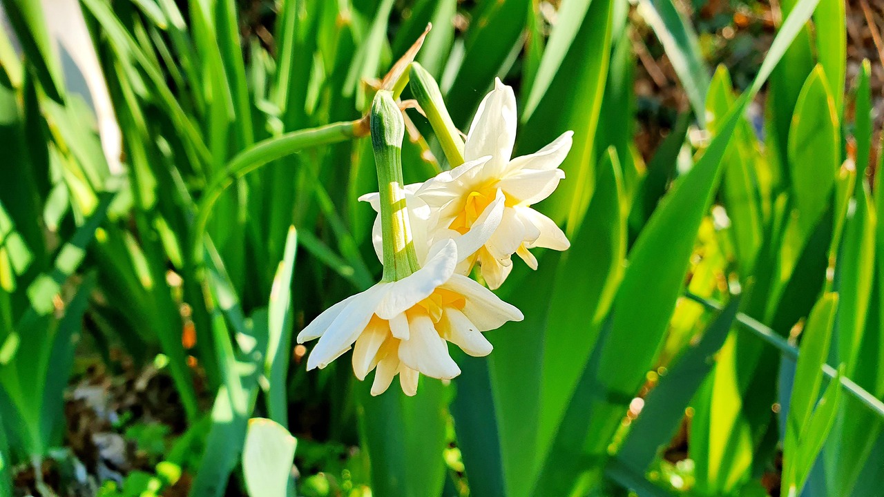 Daffodil Spring Flower - Free photo on Pixabay - Pixabay