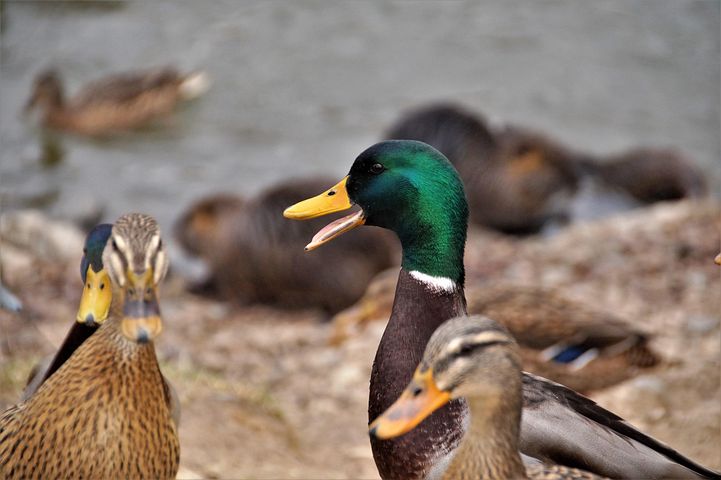 1,000+ Free Drake & Duck Images