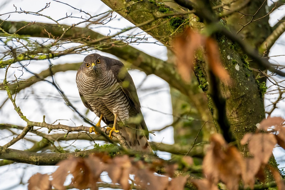 Sparrowhawk Bird Tree - Free photo on Pixabay