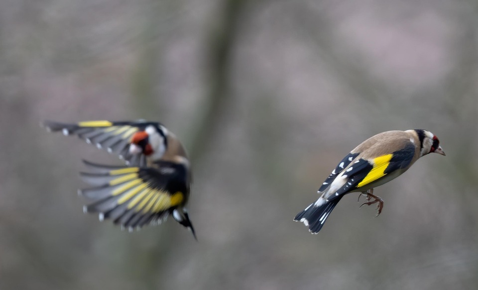 Cardellini Uccelli Animali - Foto gratis su Pixabay