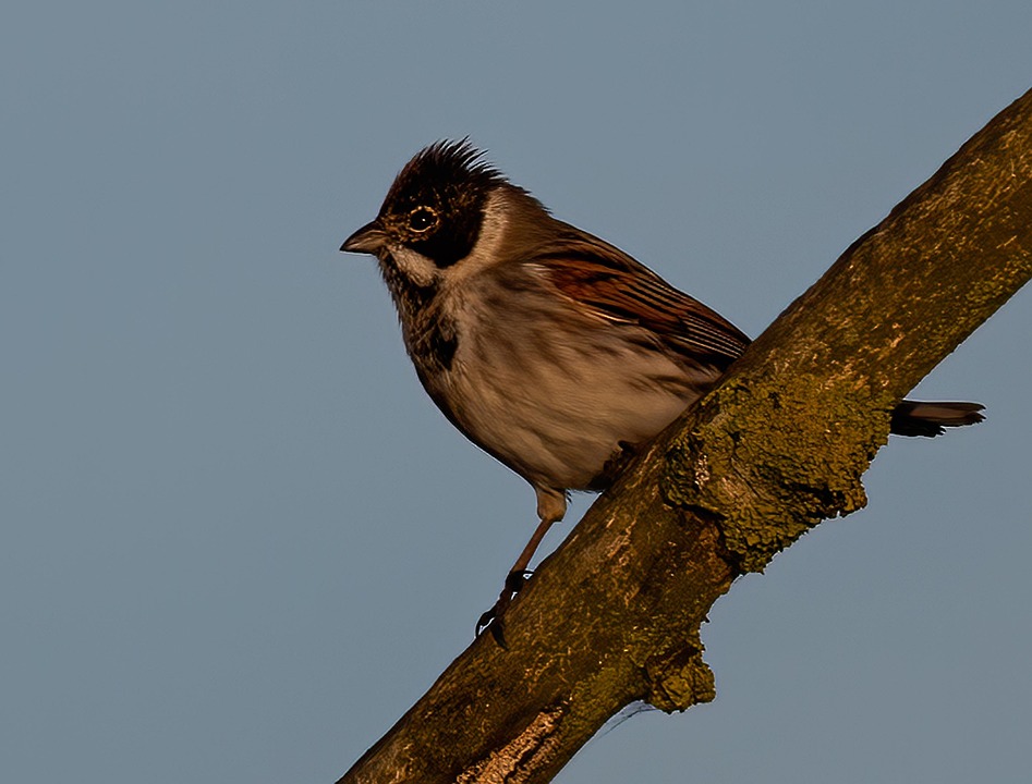 Reed Bunting Bird Animal - Free photo on Pixabay