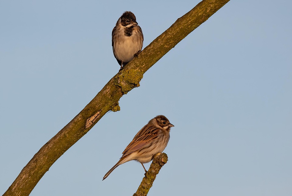 Reed Buntings Birds Animals - Free photo on Pixabay - Pixabay