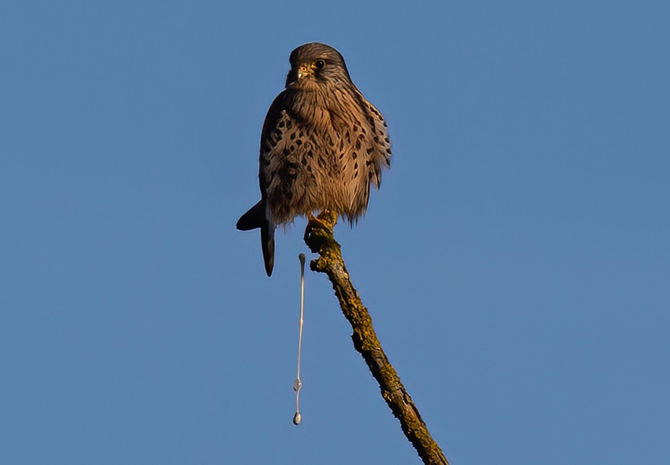 Kestrel Bird Perched Falco - Free photo on Pixabay
