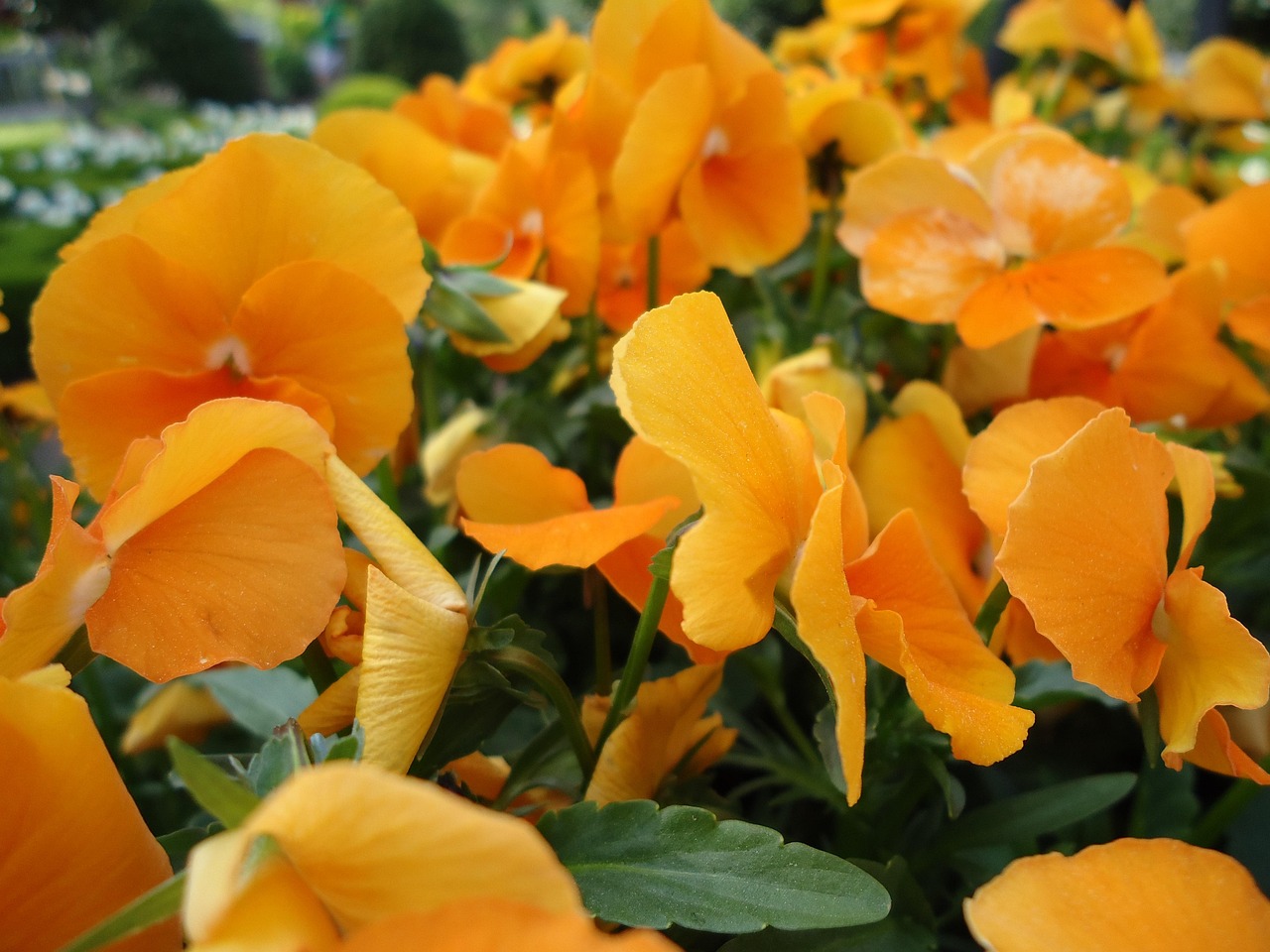 Bunga Kebun Raya New York - Foto gratis di Pixabay