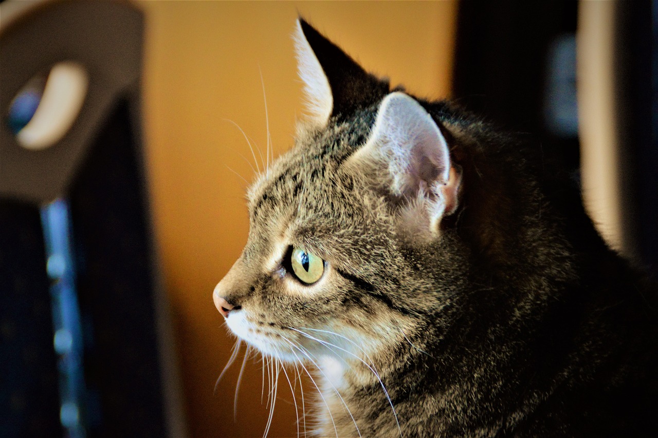 Animal Gato Felino - Foto gratuita no Pixabay - Pixabay