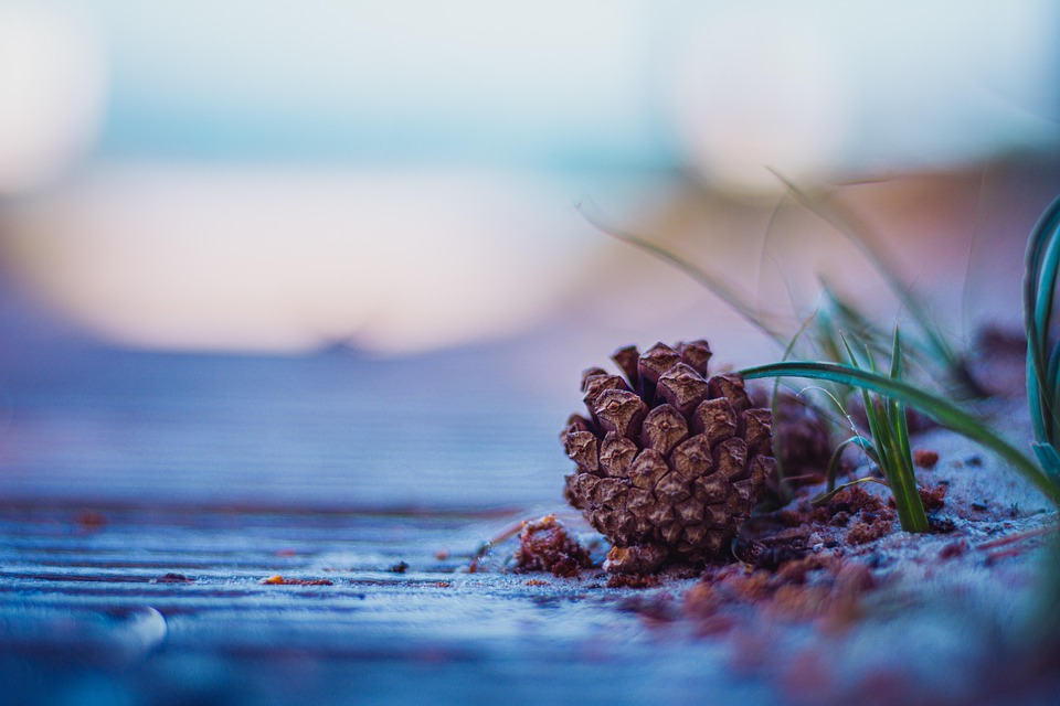 Texture Pine Cone Seasonal - Free photo on Pixabay