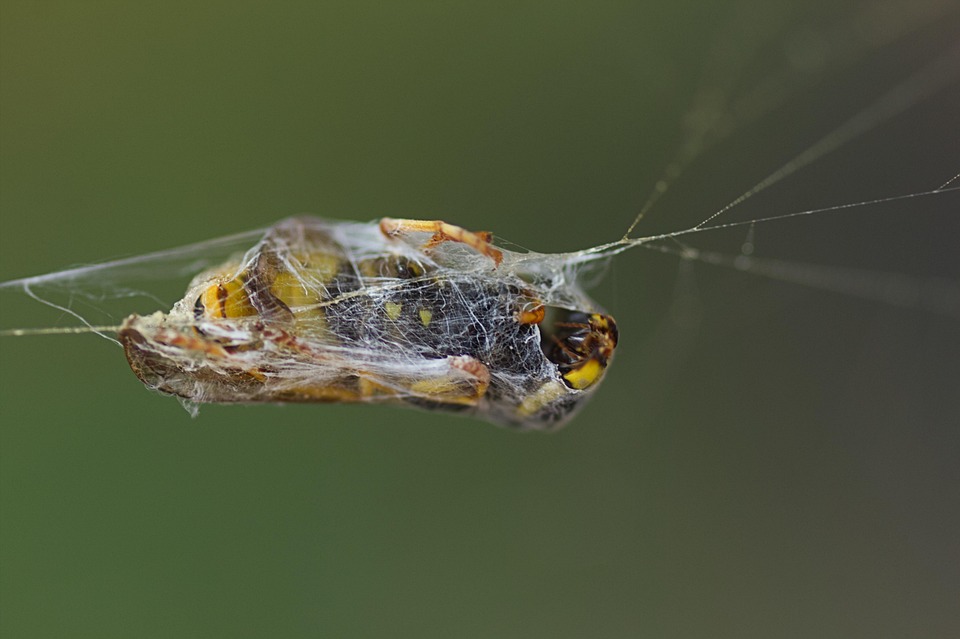 Spider Web Cocooned Prey Free Photo On Pixabay