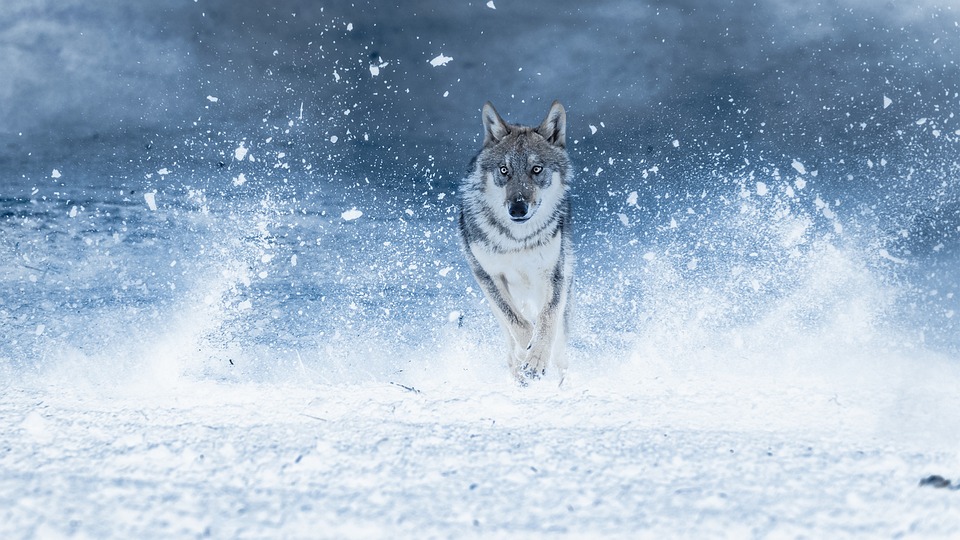 Loup Animal Fonctionnement - Photo gratuite sur Pixabay