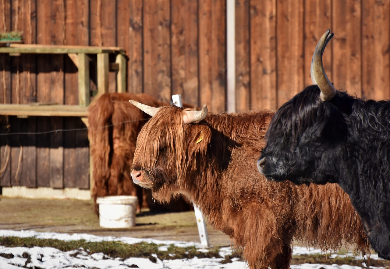 Gado Das Terras Altas Vaca Animal - Foto gratuita no Pixabay - Pixabay