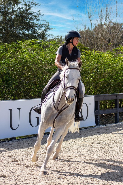 Equestrian Horse Gallop Riding - Free photo on Pixabay - Pixabay