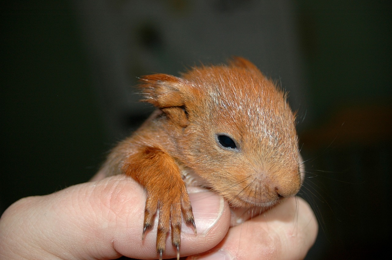 Squirrel Animal Rodent - Free photo on Pixabay - Pixabay