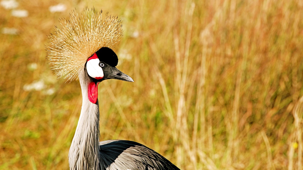 5,000+ Free Crane & Nature Images - Pixabay
